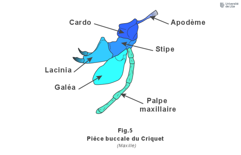 Type broyeur - 3D ressources numériques Université de Lille